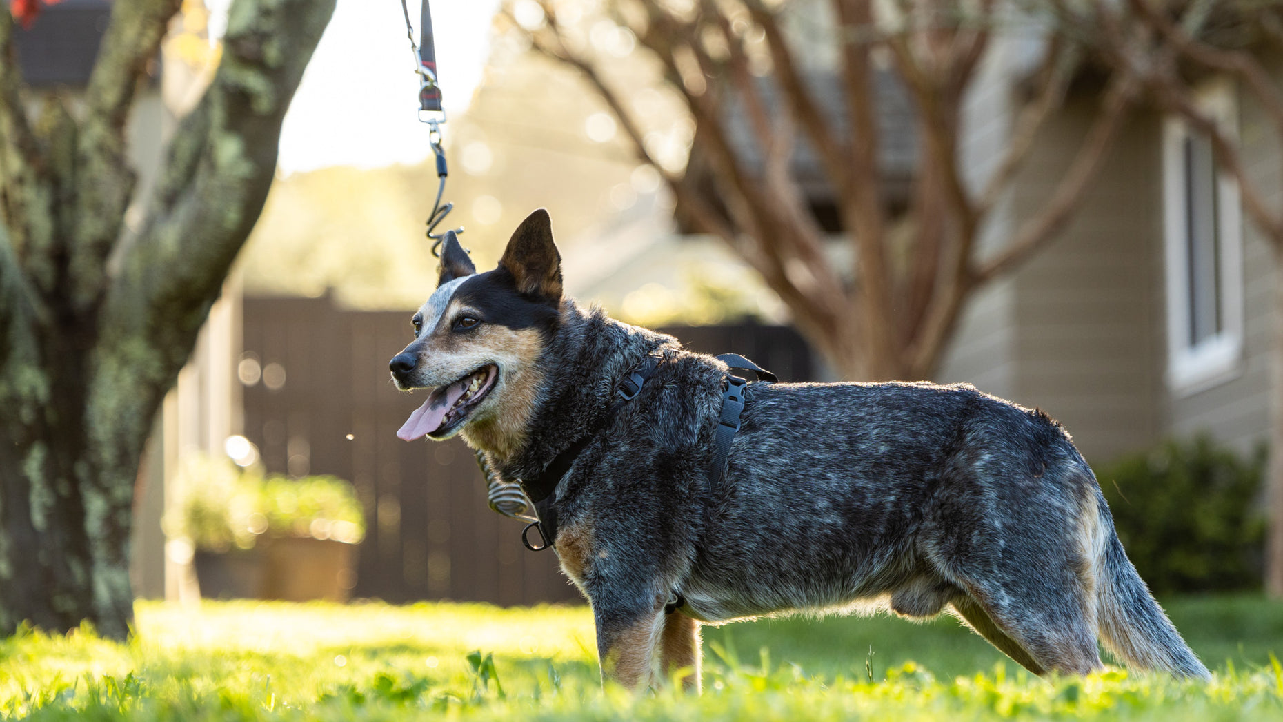 SkyTrack Dog Run Overhead Trolley Systems – ROVER ROAMER