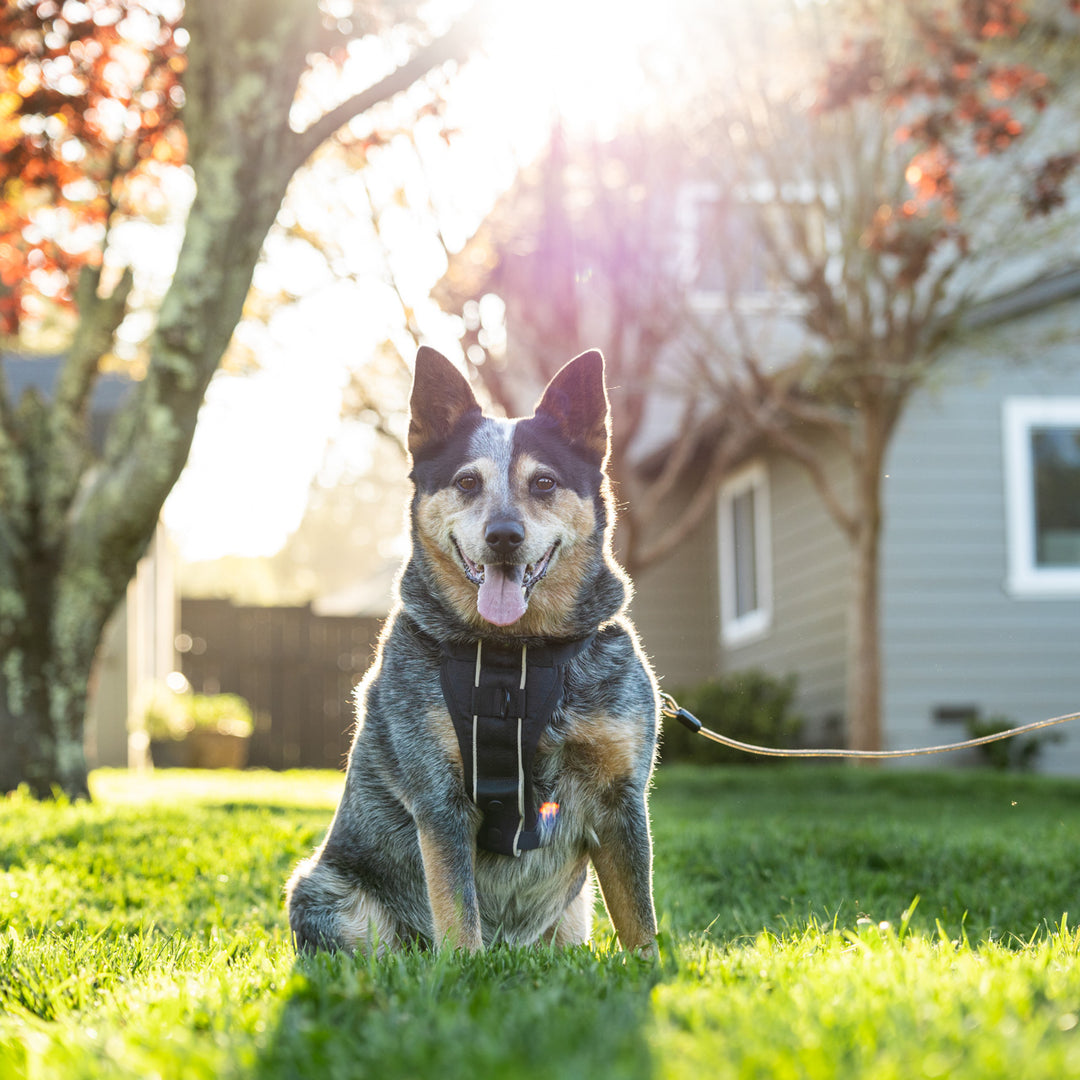 Rover Roamer | Sky Track Aerial Dog Runs – ROVER ROAMER