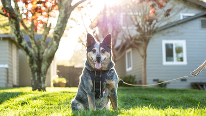 SkyTrack Dog Run Overhead Trolley Systems – ROVER ROAMER